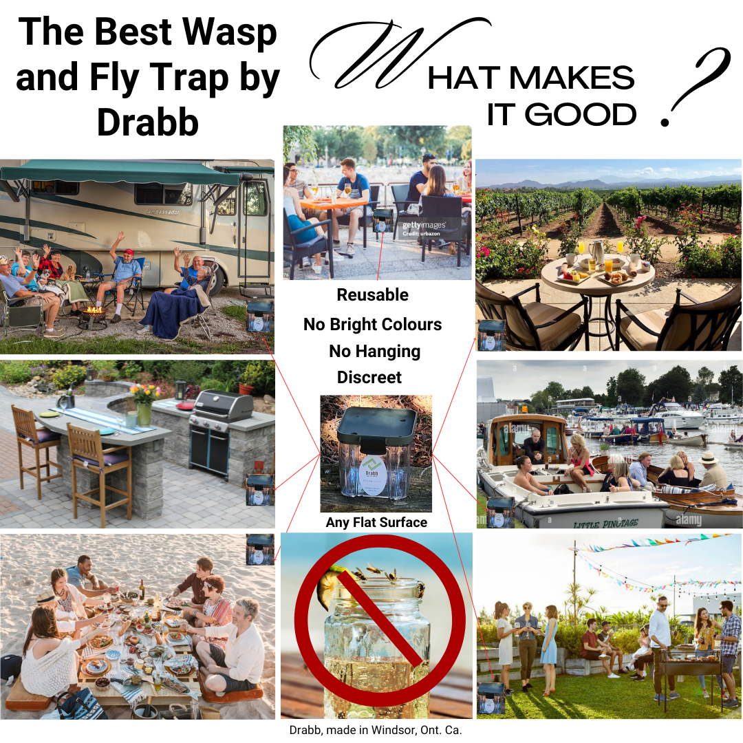 Wasp and Fly Trap – Drabb